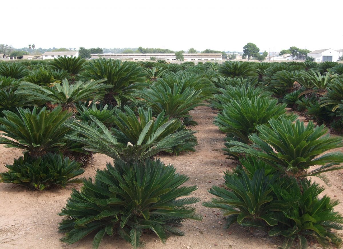 plantacion-cycas-revoluta-palmera-pequena - Cyca revoluta - Palma de la ...