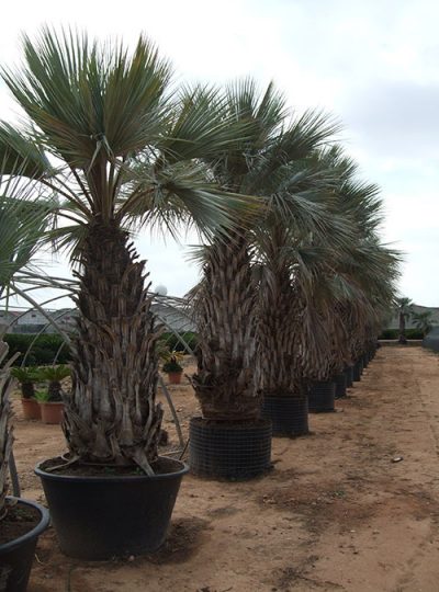 Cyca revoluta - Palma de la Iglesia - Cycas revoluta - cicas - palmera